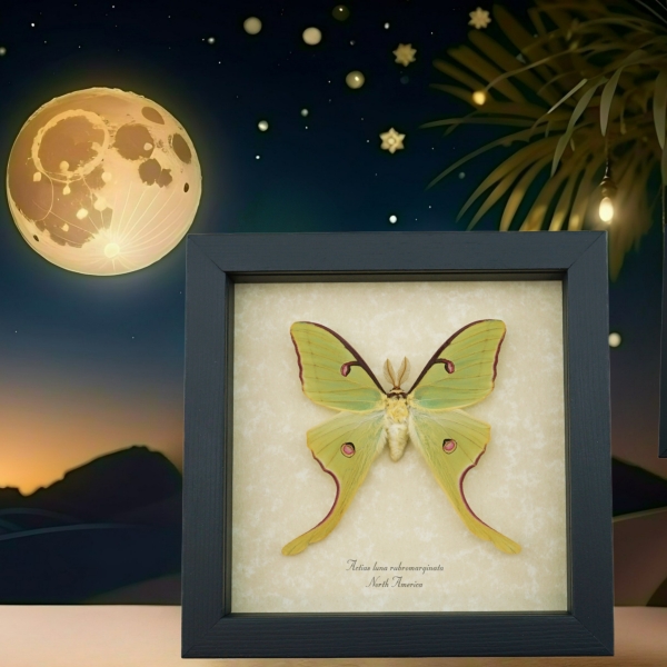 Framed Luna Moths - Butterfly Designs USA - Actias Luna Moon Moths for sale