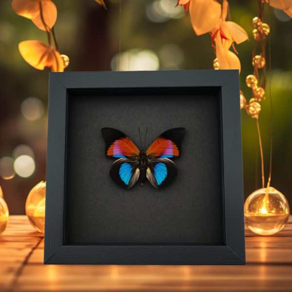 Butterfly Decor Trixgan Framed Real Butterfly Taxidermy, Butterfly ...