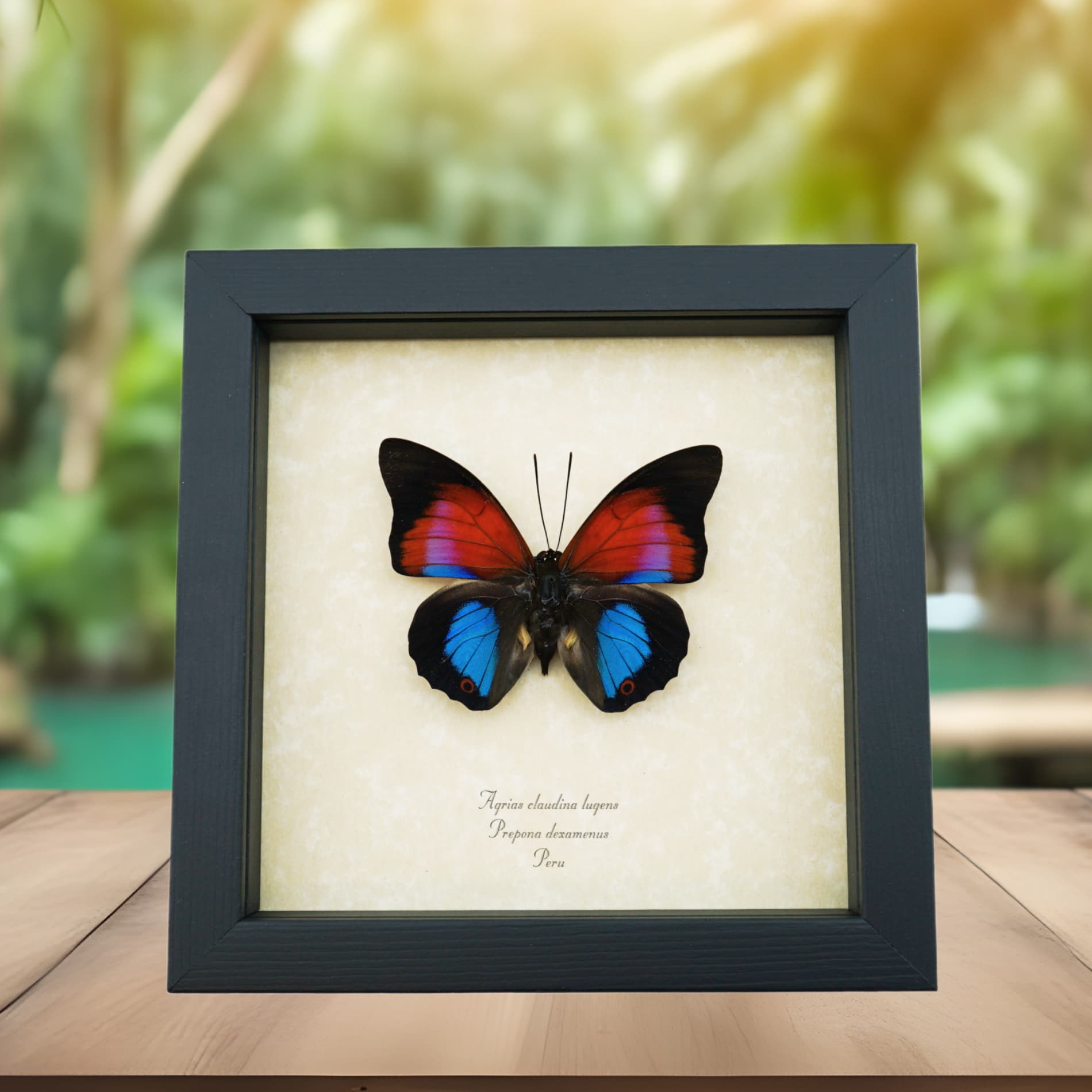 South American Butterflies - Framed Butterflies From South America