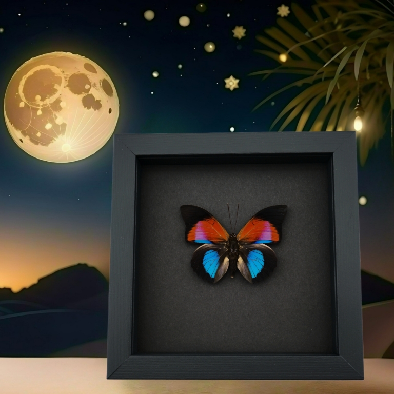 Moonlight Displays - Black Shadowbox Butterfly Picture frames