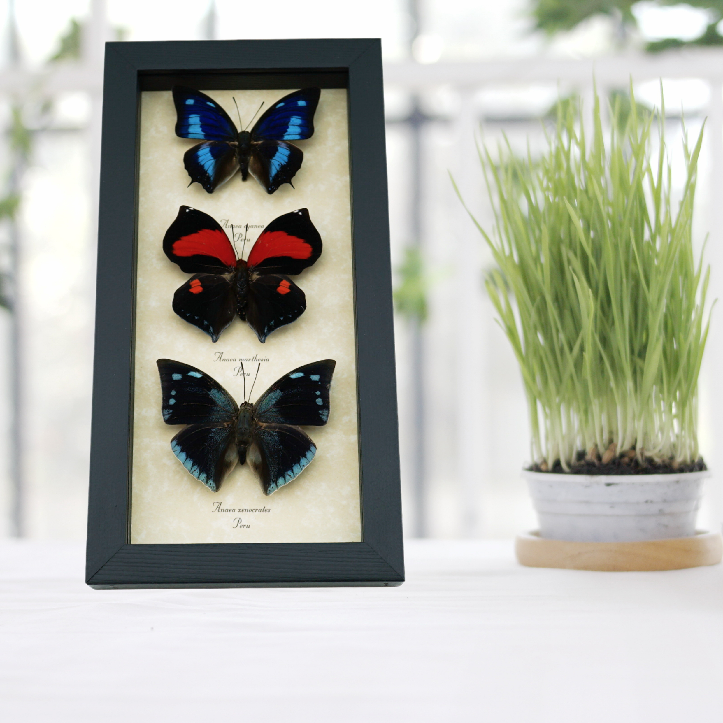 5 inch x 9.5 inch Framed Insect Displays - Shop By Size Butterflies