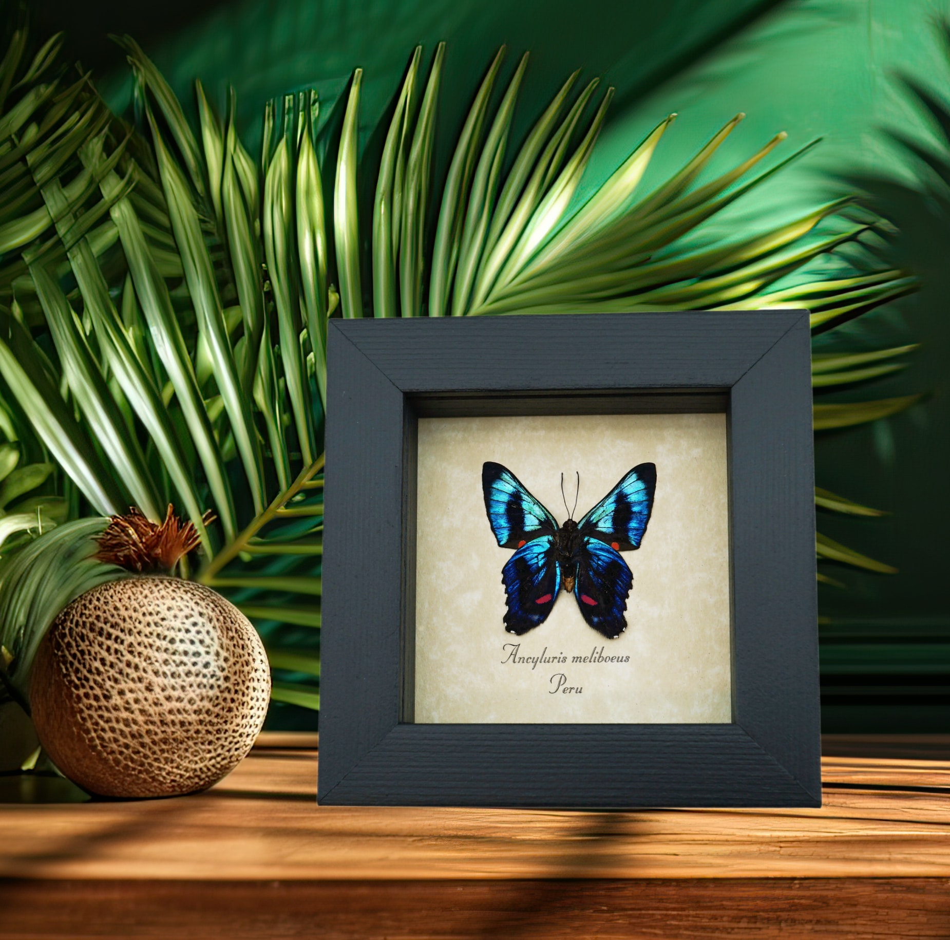 4 inch x 4 inch Framed Insect Displays - Shop By Size Butterflies