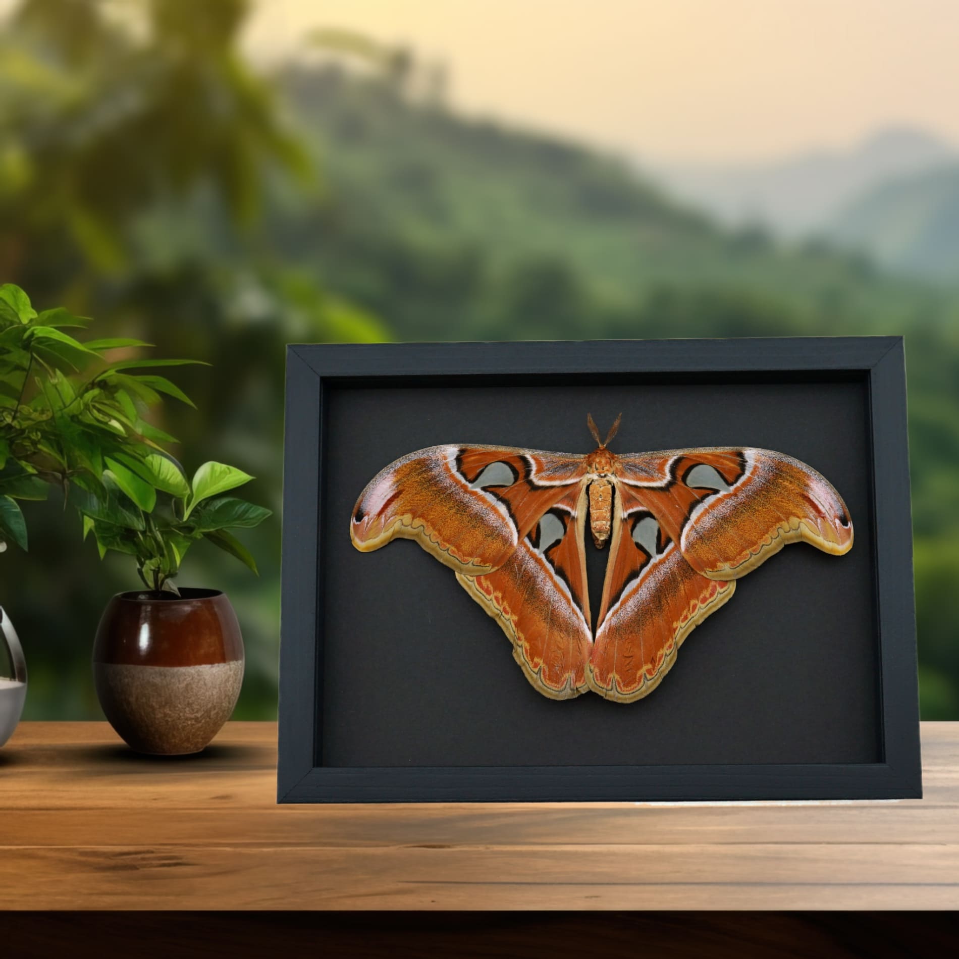 8 inch x 11 inch Framed Insect Displays - Shop By Size Butterflies