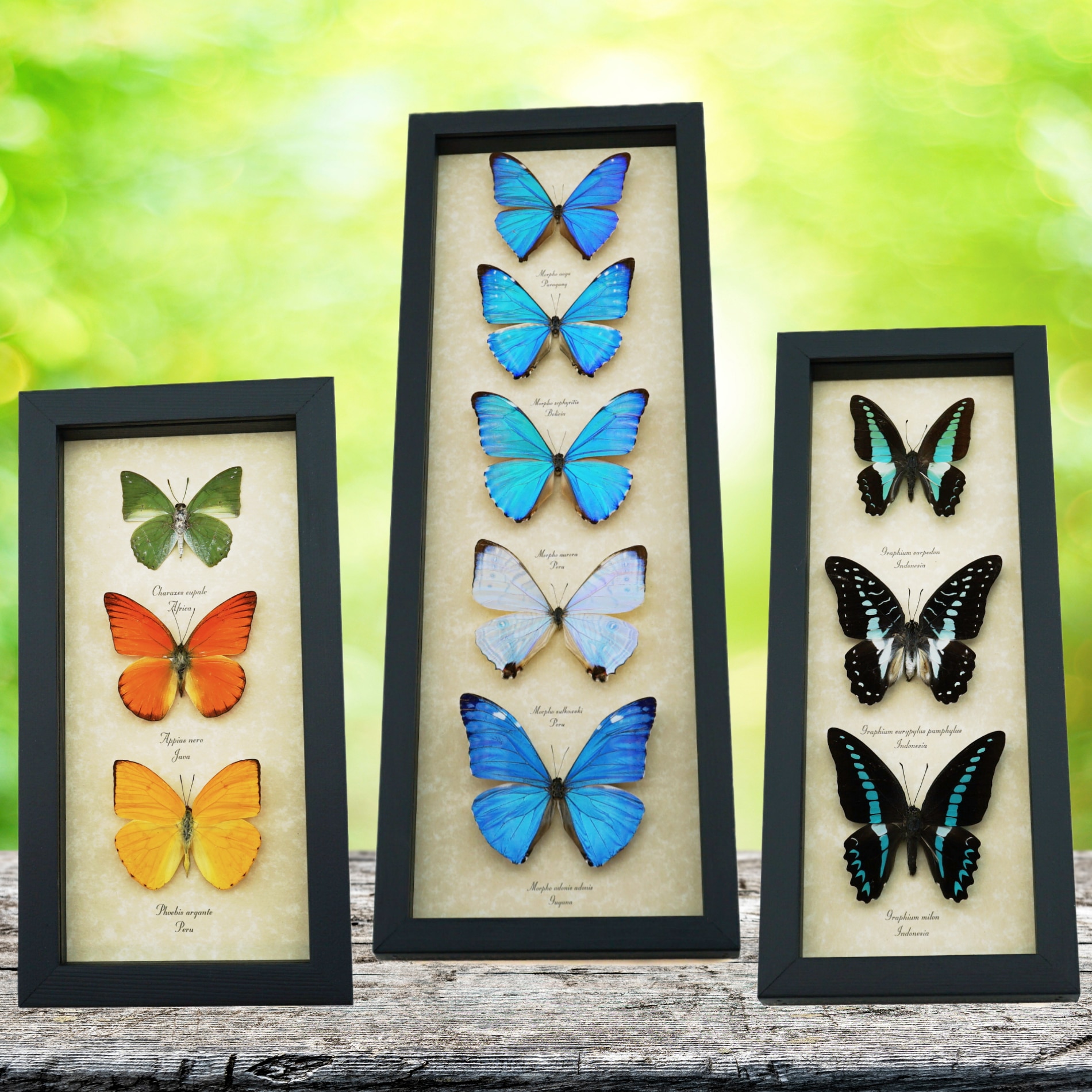 Butterfly sets - Framed butterfly displays - Real butterfly arrangements