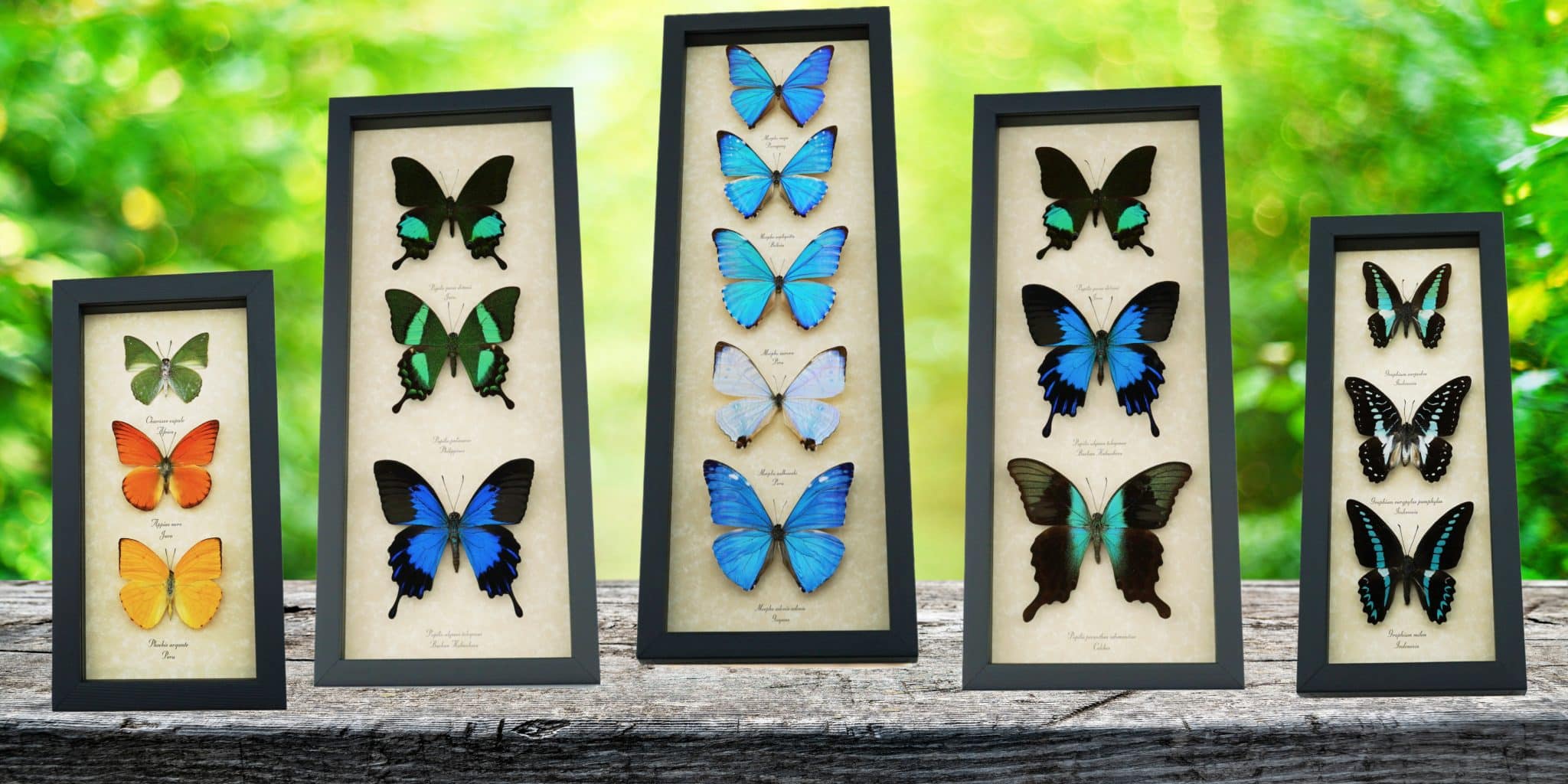 Custom Frame & Design Options - Butterfly Designs USA