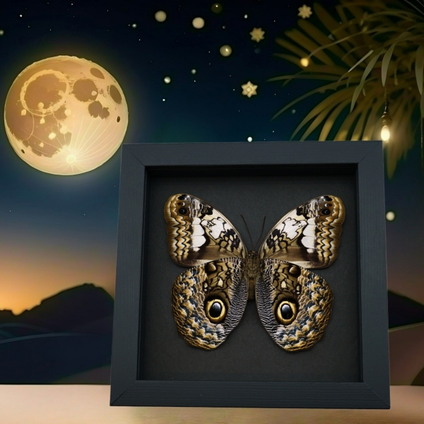 Butterflies in Moonlight Displays - Moonlight Displays Black