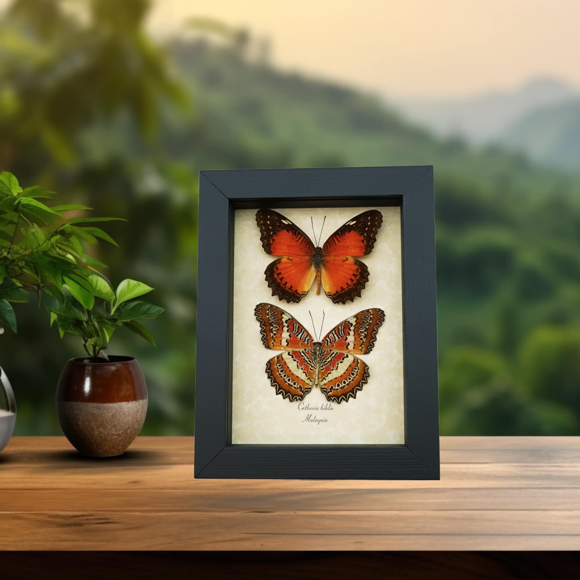 Cethosia biblis Pair Red Lacewing Butterflies- Framed Butterfly