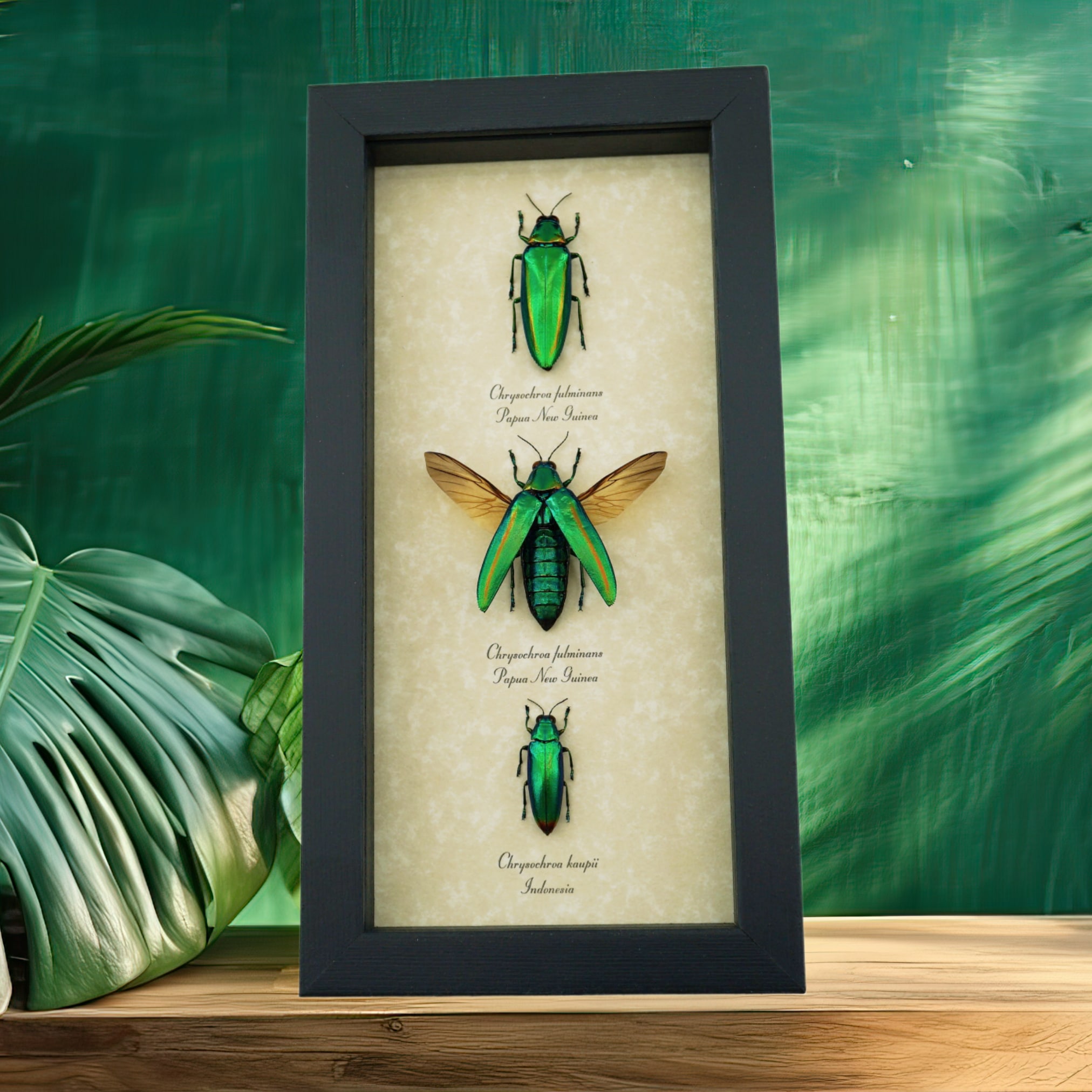Beetle Sets of two fighting beetles - Framed beetle pairs or color sets
