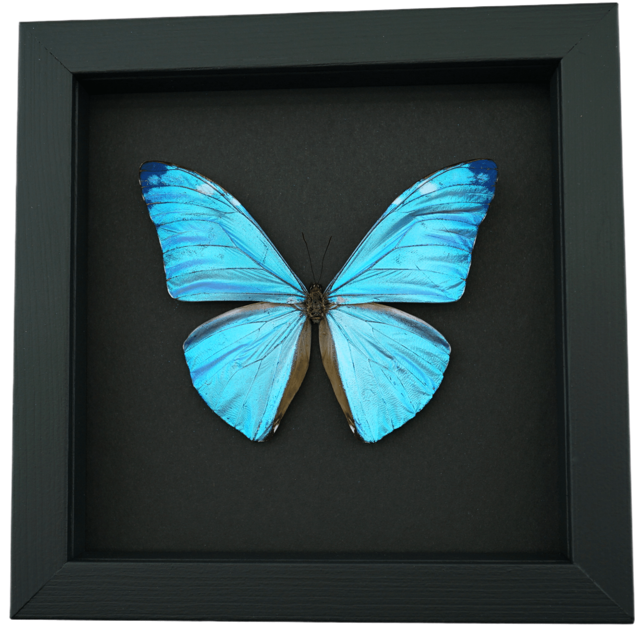 Morpho Adonis Adonis Blue Morpho (Forewings) – Atlas