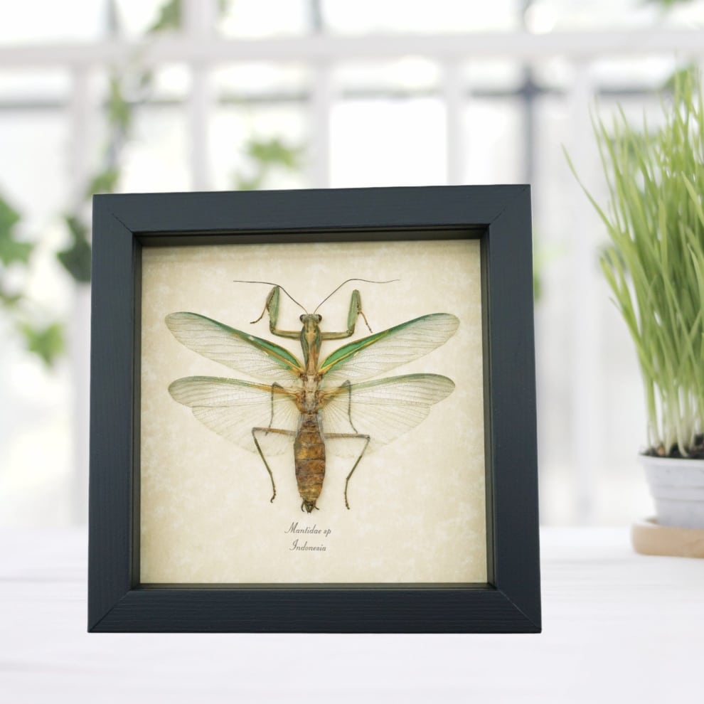 Real Green Praying Mantis - Framed Insect Taxidermy Display