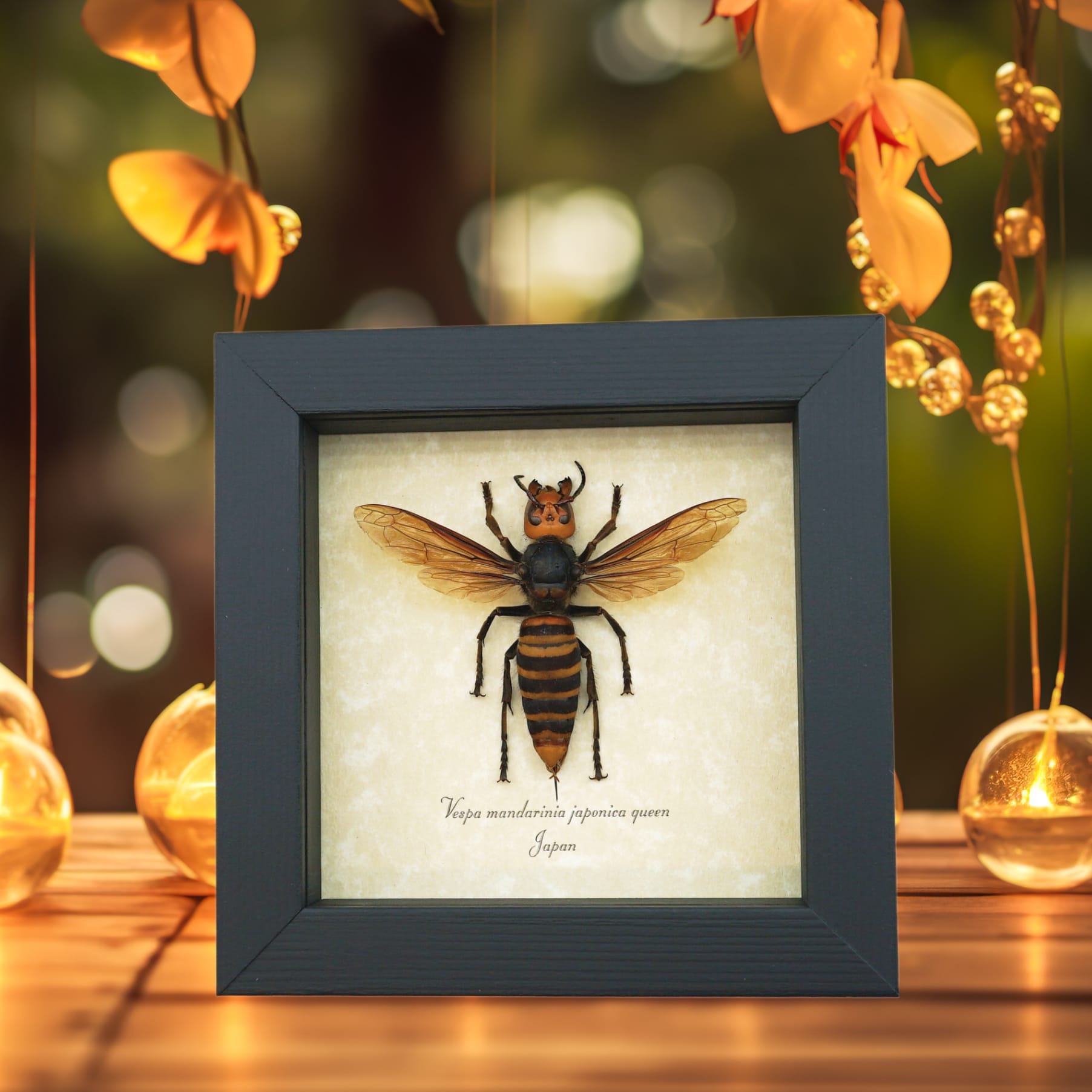 Ants Bees Hornets Wasps - Archival Quality Shadowbox Frames