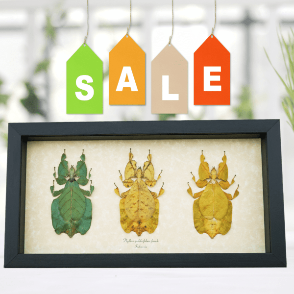 Sale Items! - Real Framed Butterfly and Insect Displays on sale Now