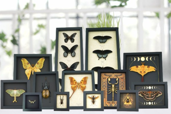 Why Framed Butterflies by Butterfly Designs USA? - Butterfly Designs USA
