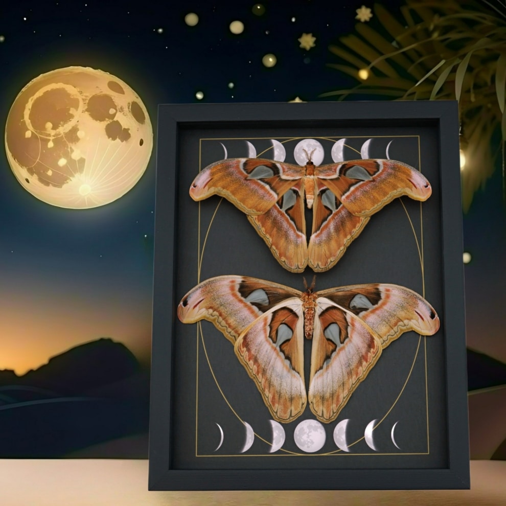 Giant Gothic Moth Set Moon Phases - Attacus lorquinii Female