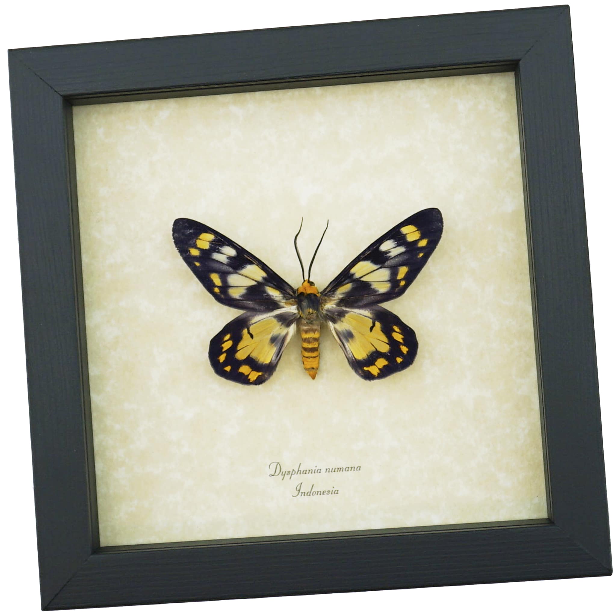 Dysphania numana Framed False Tiger Moth - Rare Insect