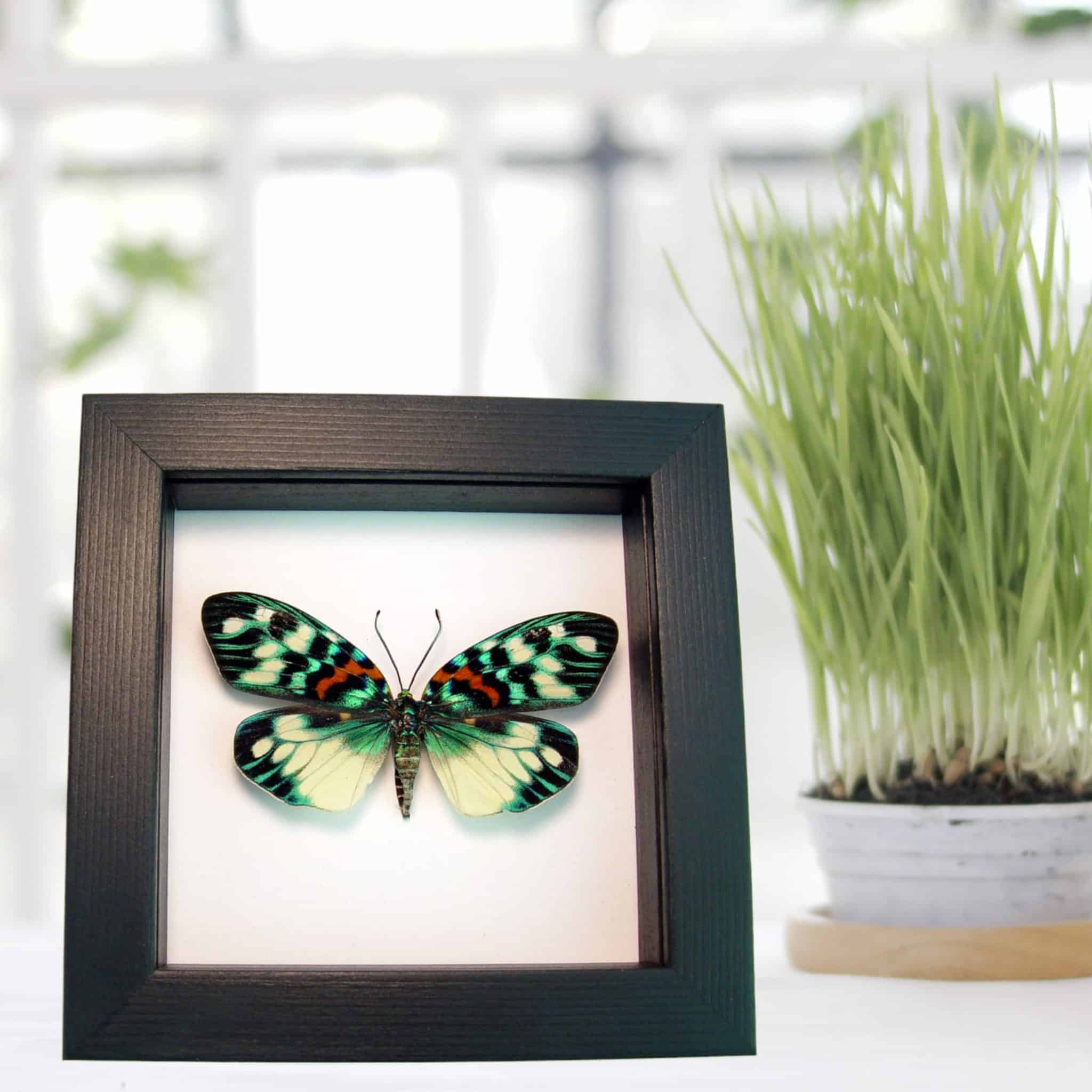 Erasmia pulchera FRAMED Day Flying Moth - classic black display