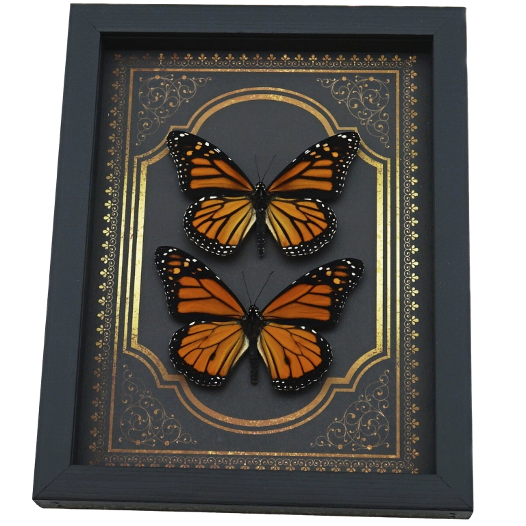 Framed Monarch Butterflies - Gothic Gold Border Danaus Plexippus