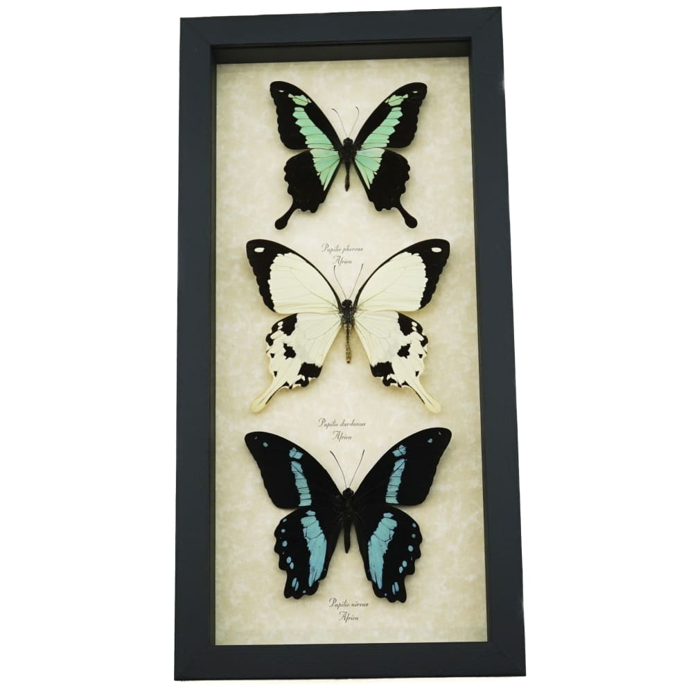 Butterfly sets - Framed butterfly displays - Real butterfly arrangements
