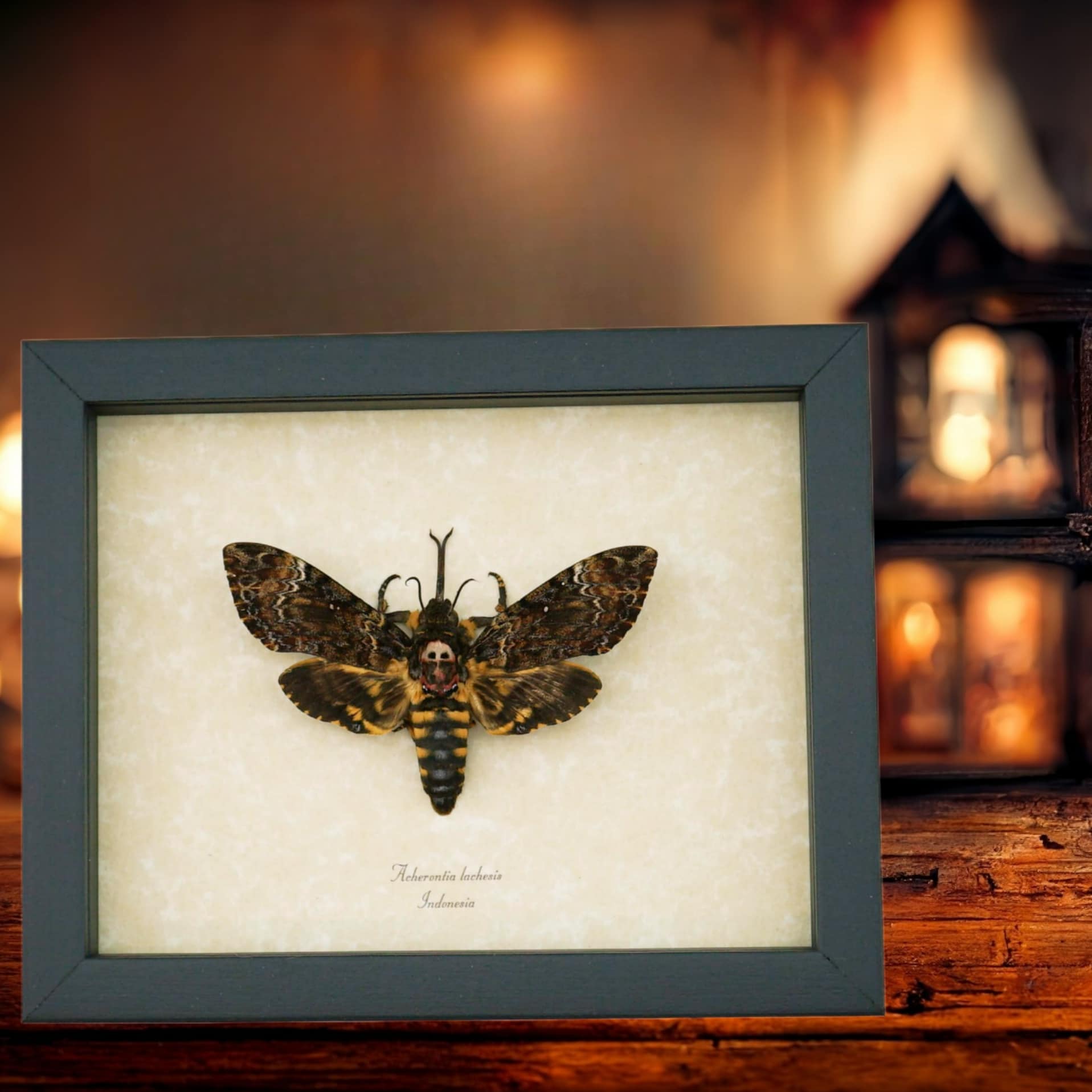 Death Head Moth Forked Tongue - Framed Taxidermy Display