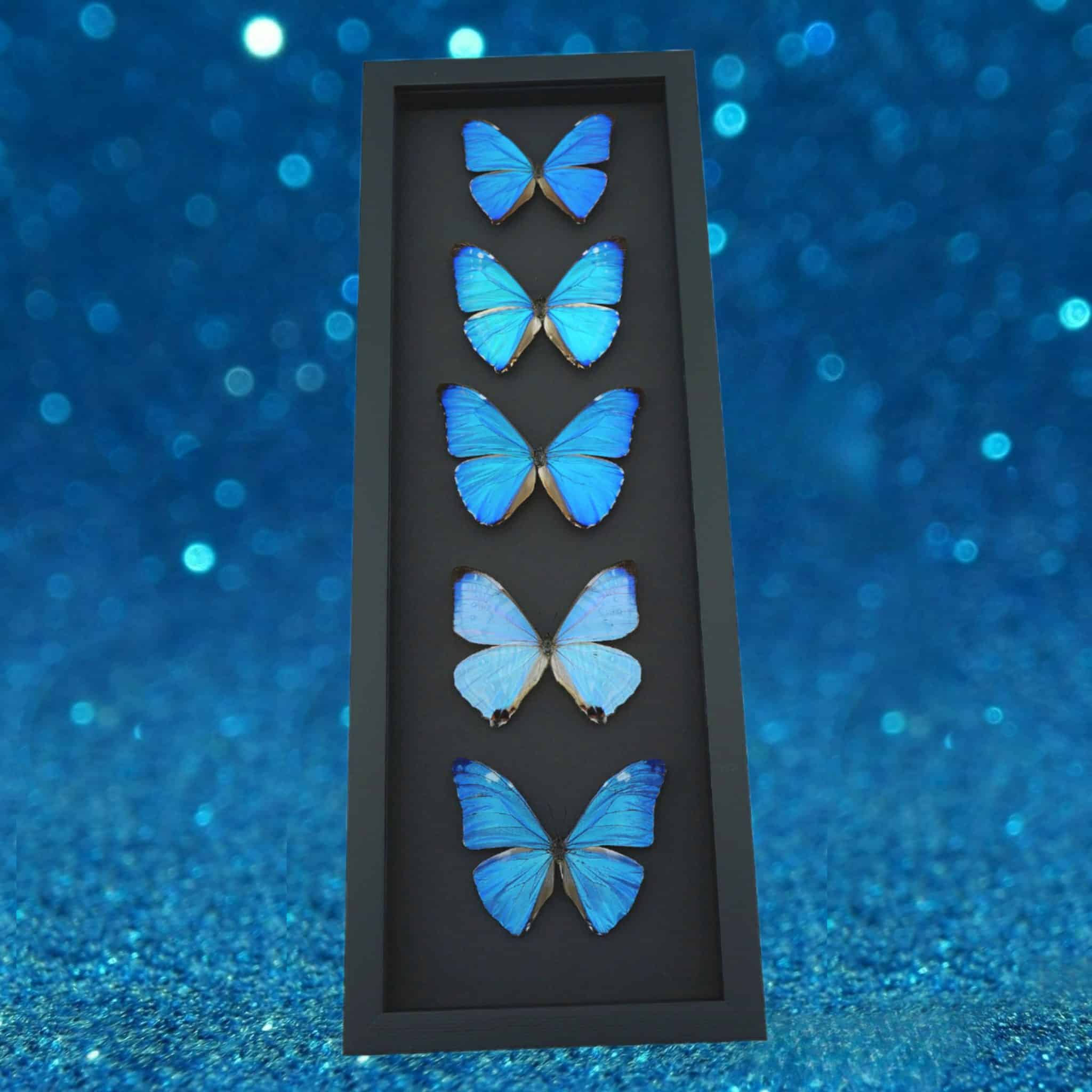 Diamond Morpho Butterfly Collection - Real Framed Butterflies