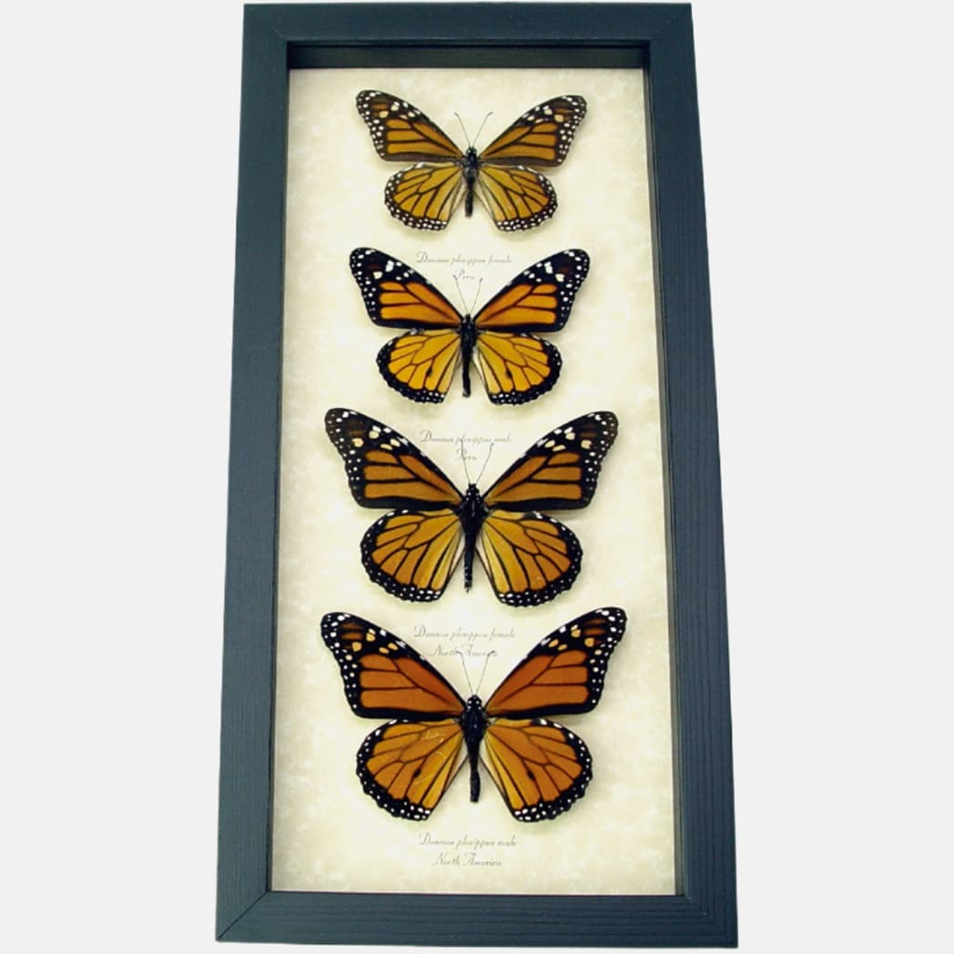 Monarch Butterfly Collection - Framed Butterflies Danaus Plexippus