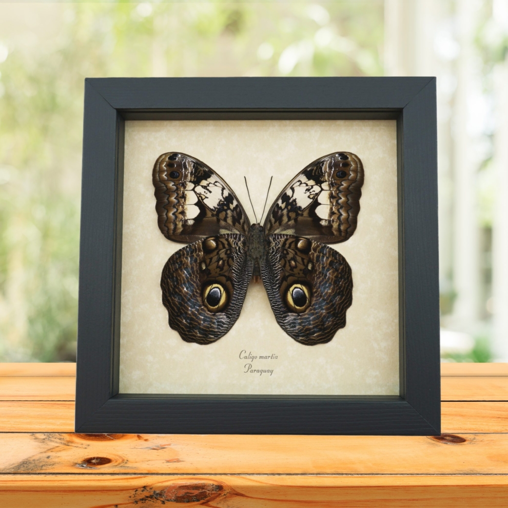 Caligo martia verso Rare Owl Mimic - Butterfly Feather Markings