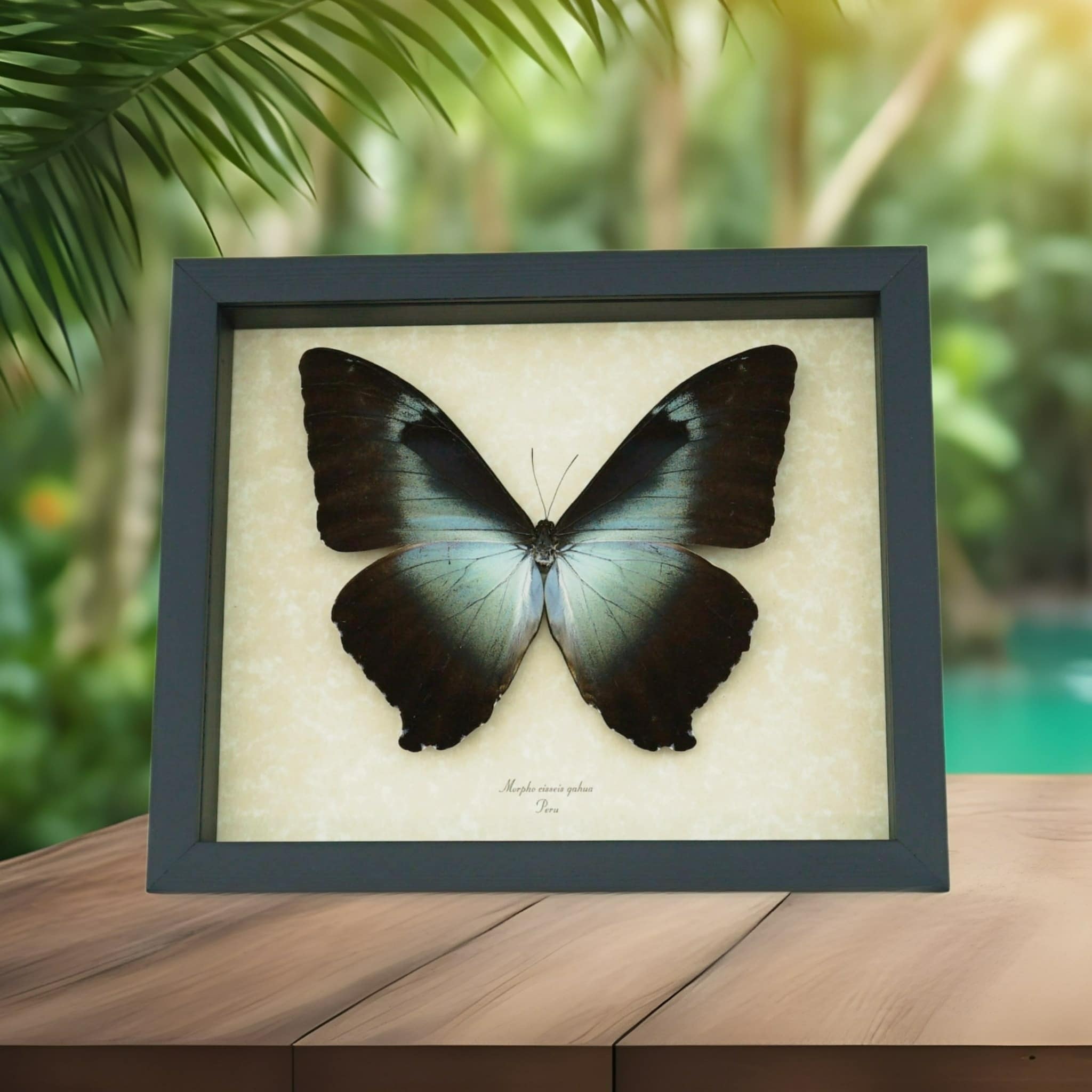 Morpho cisseis gahua - Giant Blue Morpho Butterfly - framed butterfly