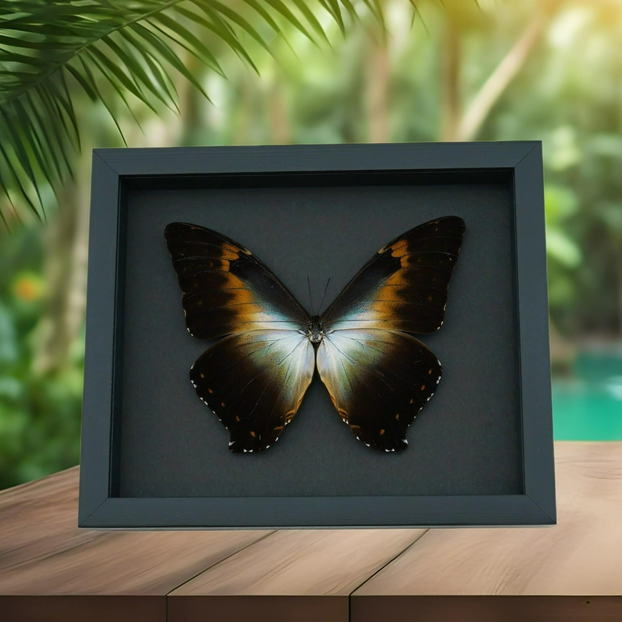 Morpho cisseis gahua Orange Green - Giant Framed Morpho