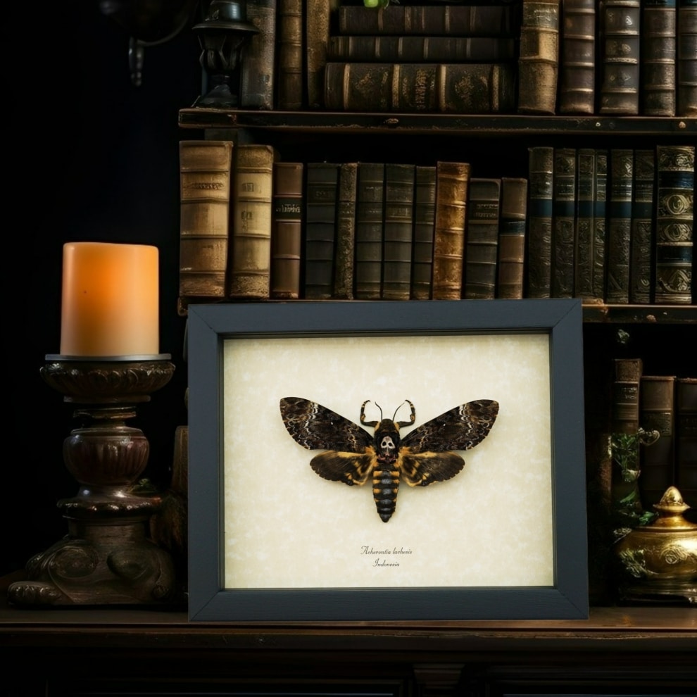 Death's Head Moths - Real Framed Moth Displays