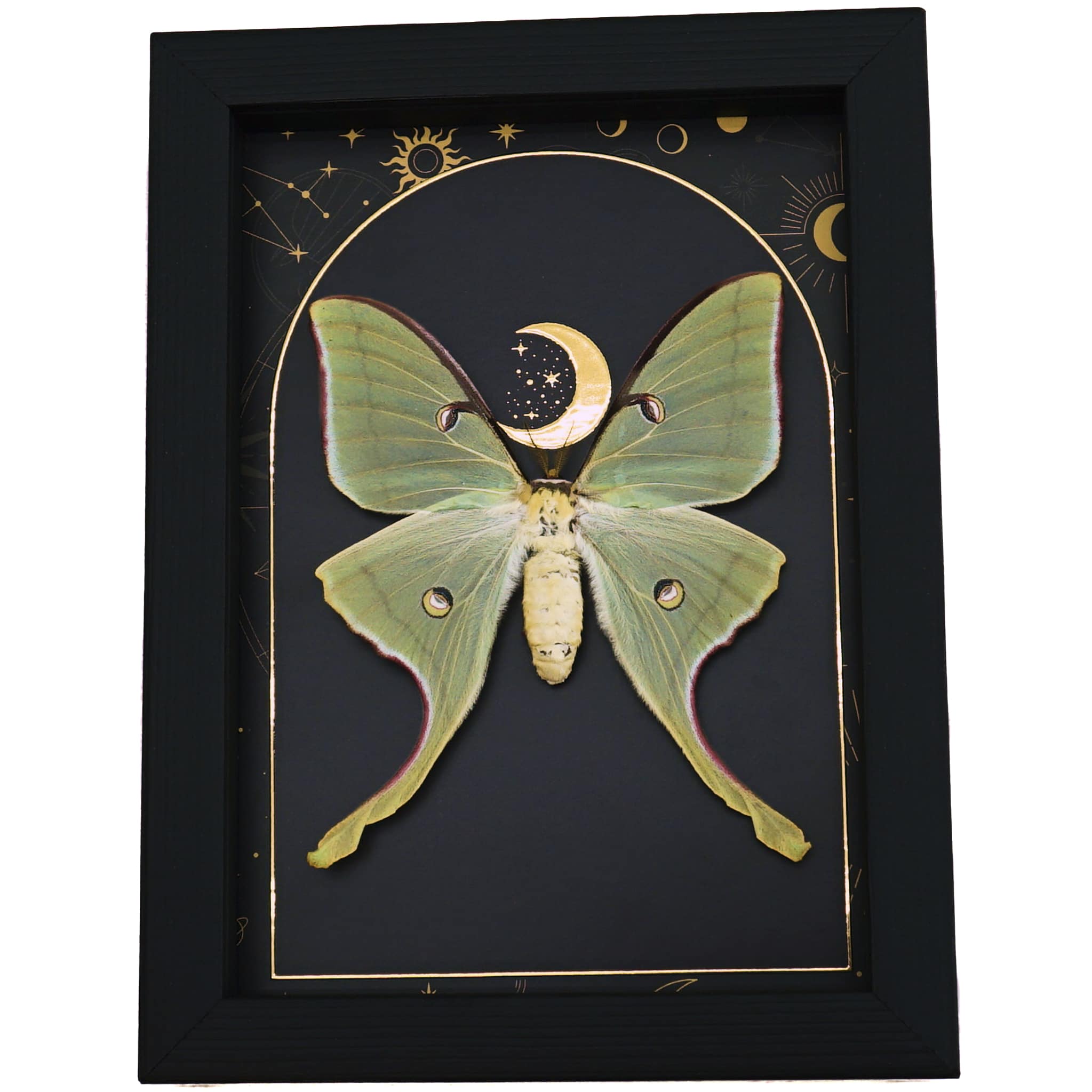 Real Luna Moth Framed - Gold Foil Celestial Moon Actias Luna