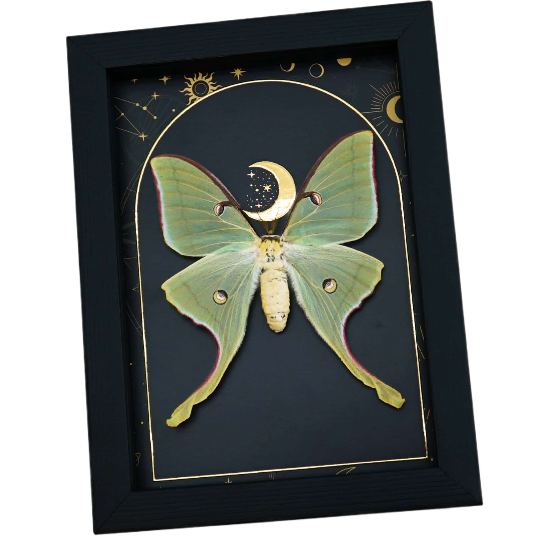 Real Luna Moth Framed - Gold Foil Celestial Moon Actias Luna