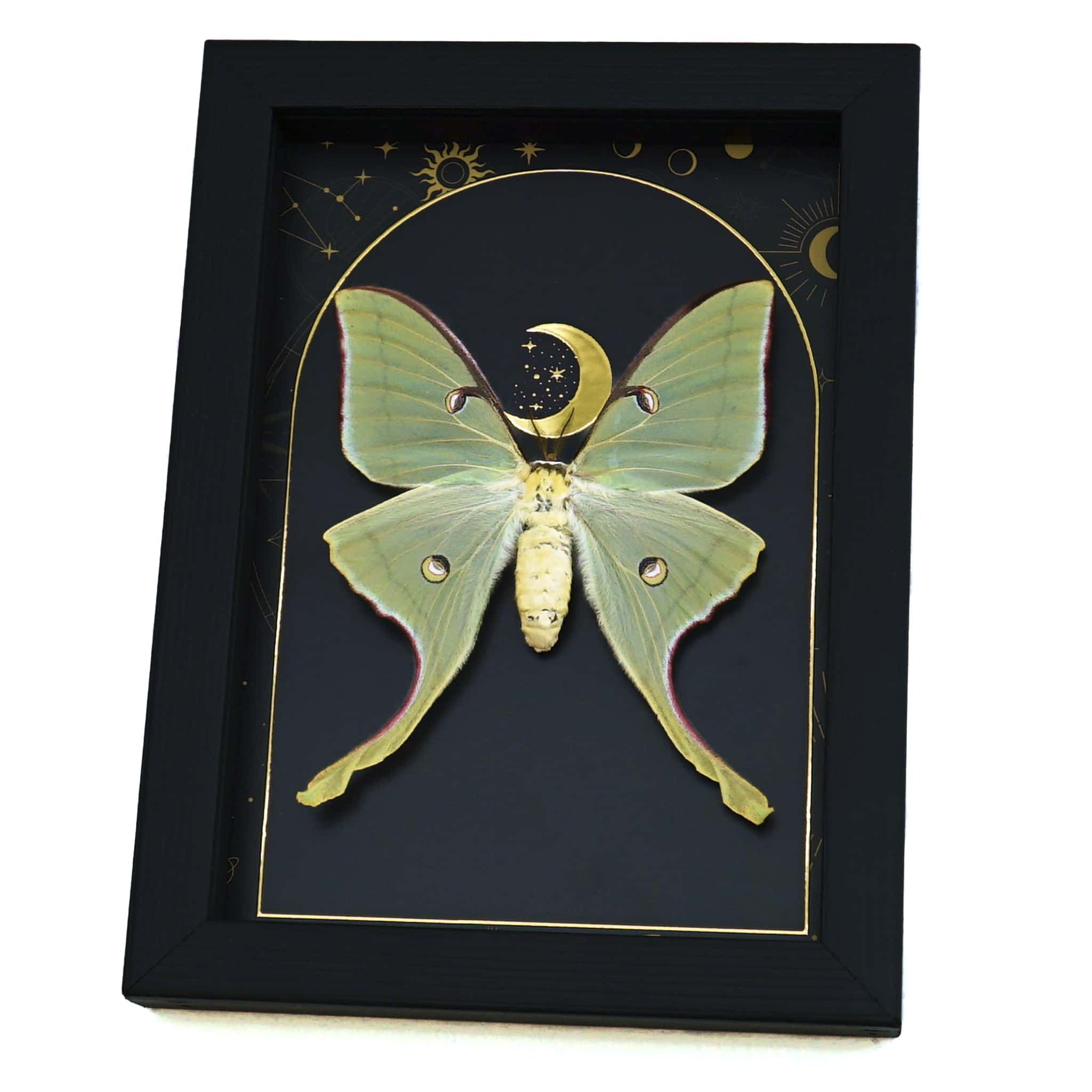 Real Luna Moth Framed - Gold Foil Celestial Moon Actias Luna