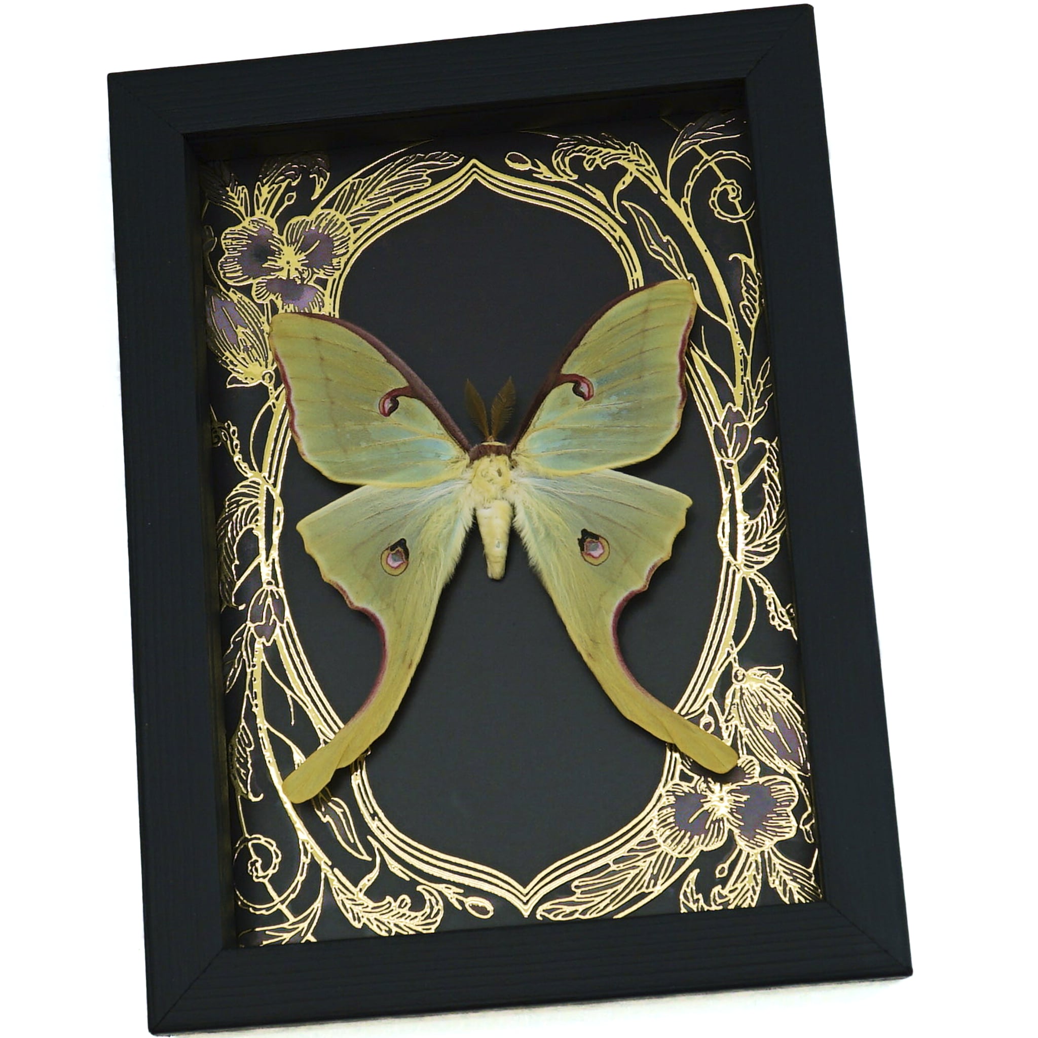 Real Luna Moth Framed Taxidermy - Gold Foil Art Nouveau