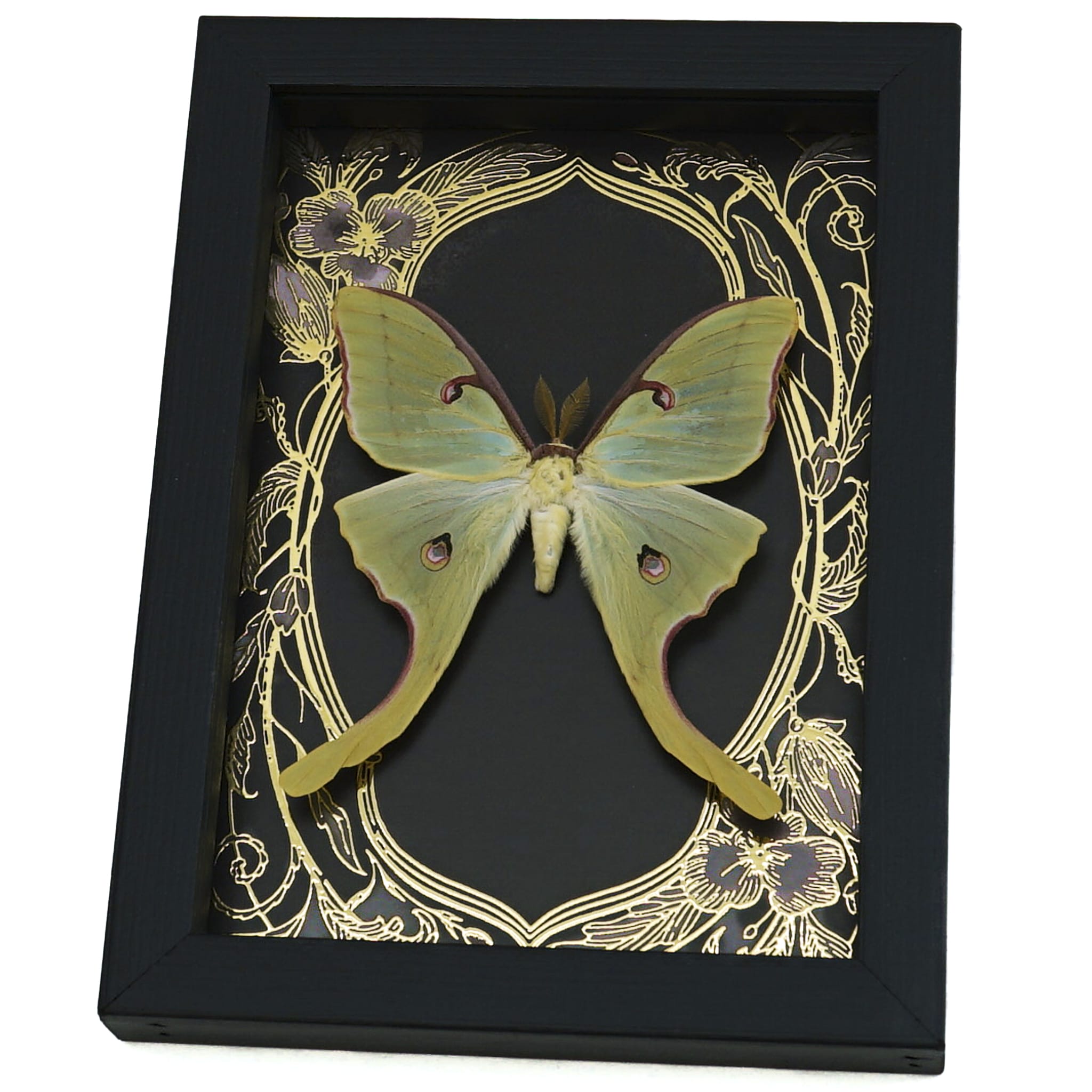 Real Luna Moth Framed Taxidermy - Gold Foil Art Nouveau