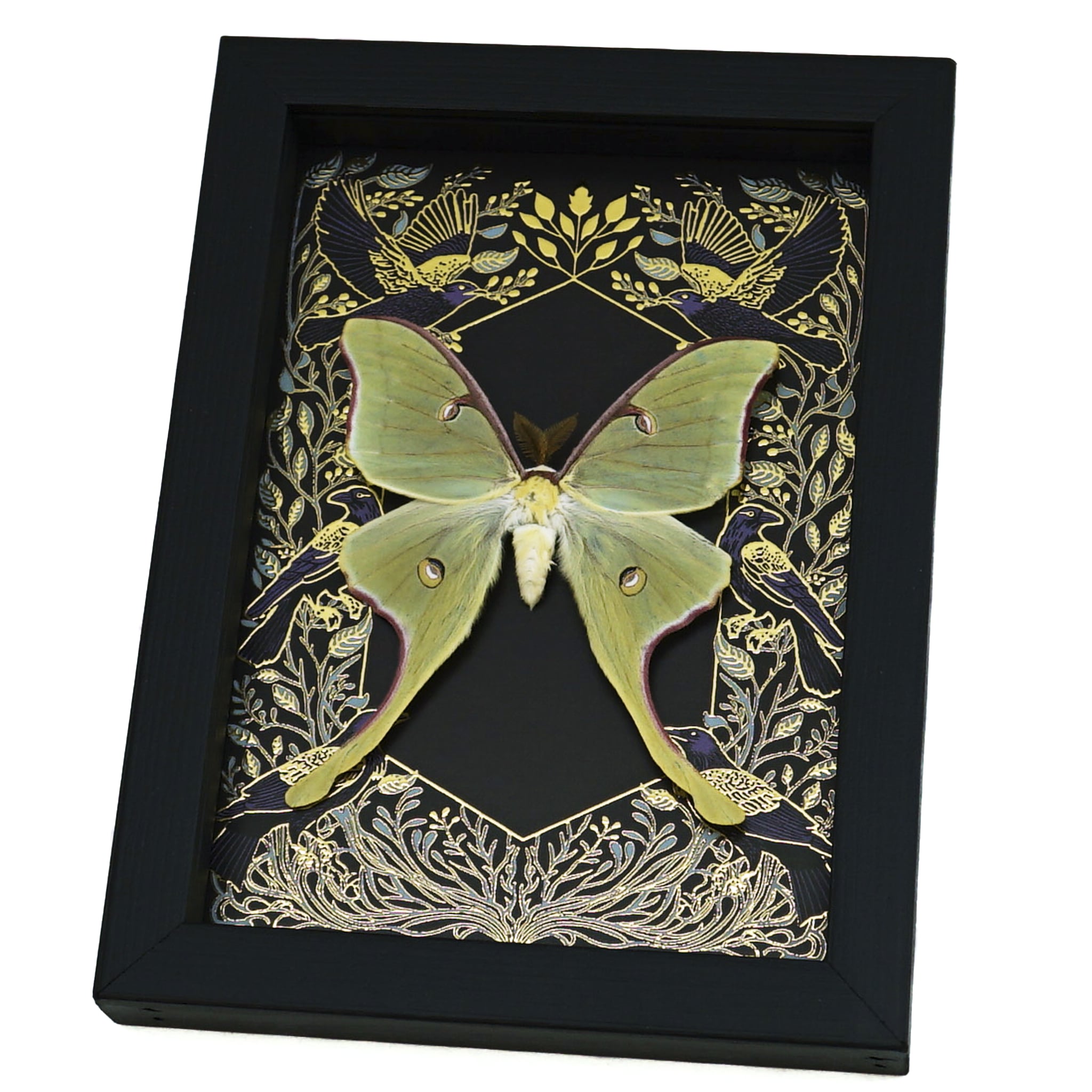 Luna Moth Real Framed - Gold Foil Gothic Ravens - Actias luna