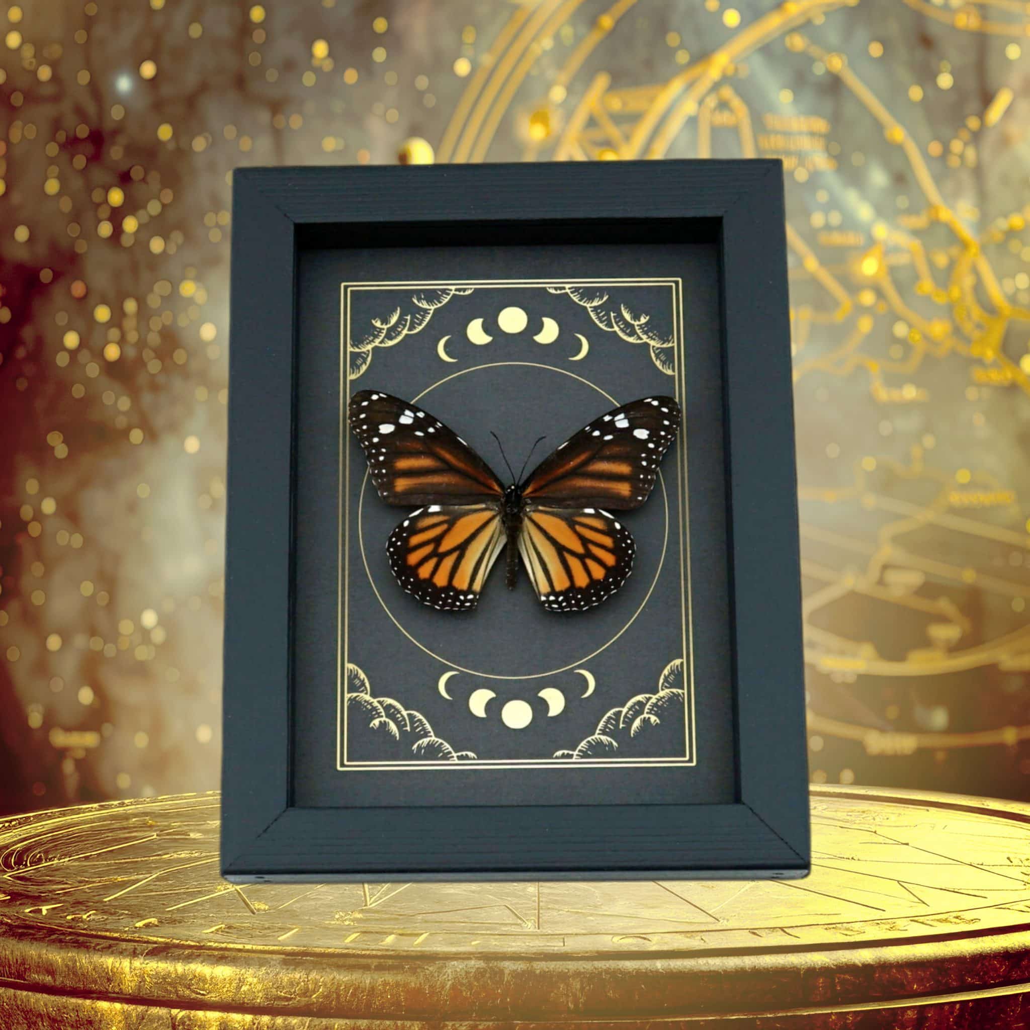 Real Monarch Butterfly Gothic Moon Phases - Danaus plexippus