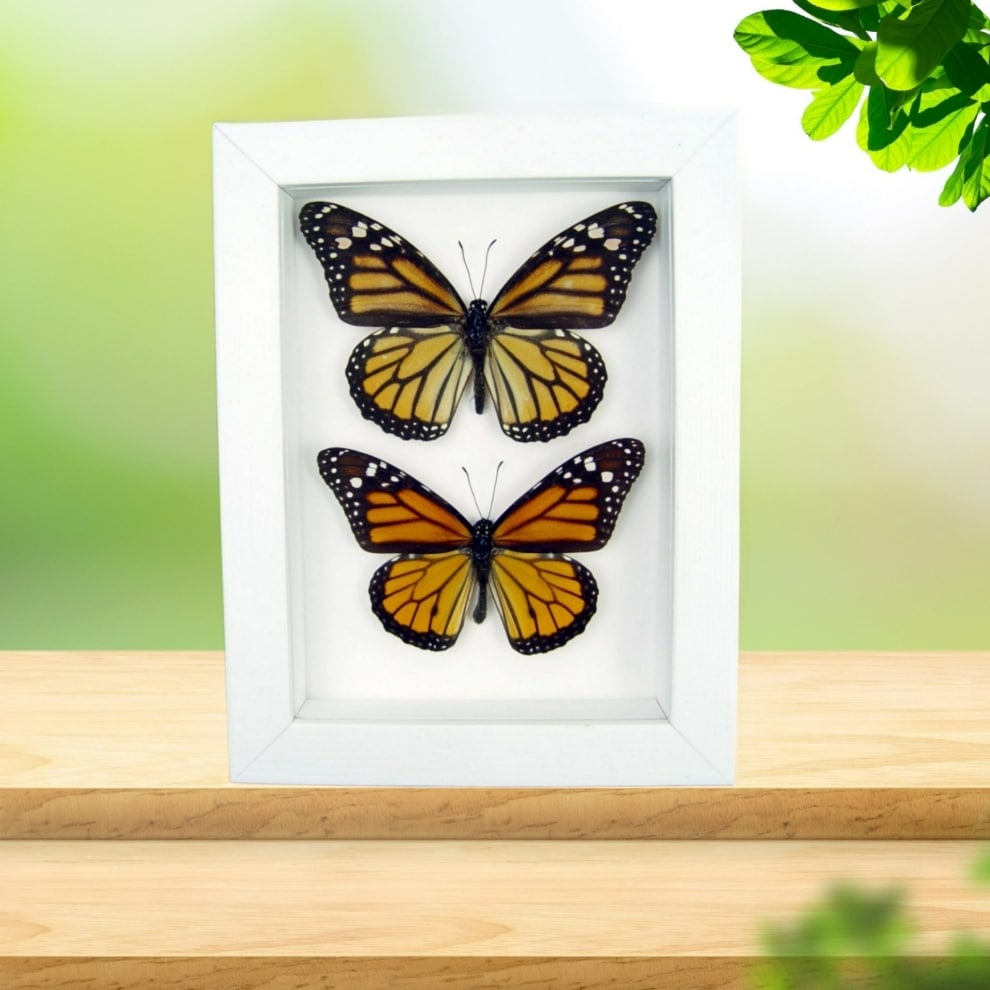Framed Monarch Butterfly Pair - Danaus plexippus Peru Real