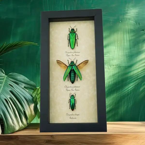 Beetle Sets of two fighting beetles - Framed beetle pairs or color sets