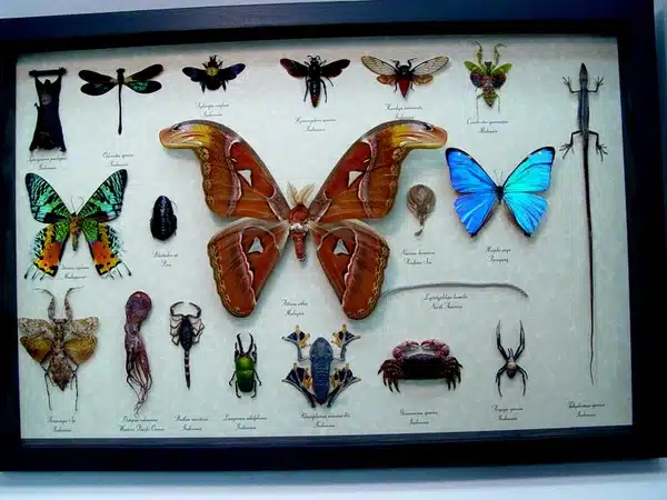 12 inch x 18 inch Framed Insects Displays