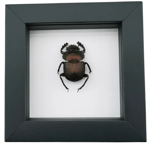 Beetles in Classic Black Display - Butterfly Designs USA