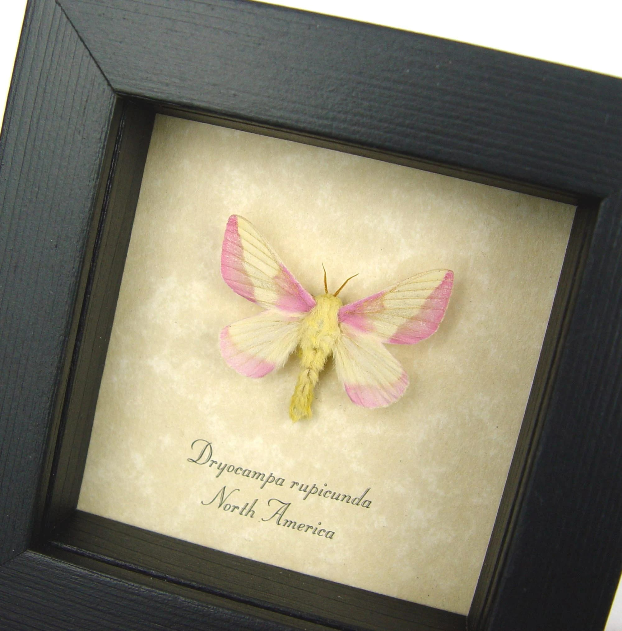 Samia Real Rosy Maple Moth - Dryocampa rubicunda Framed