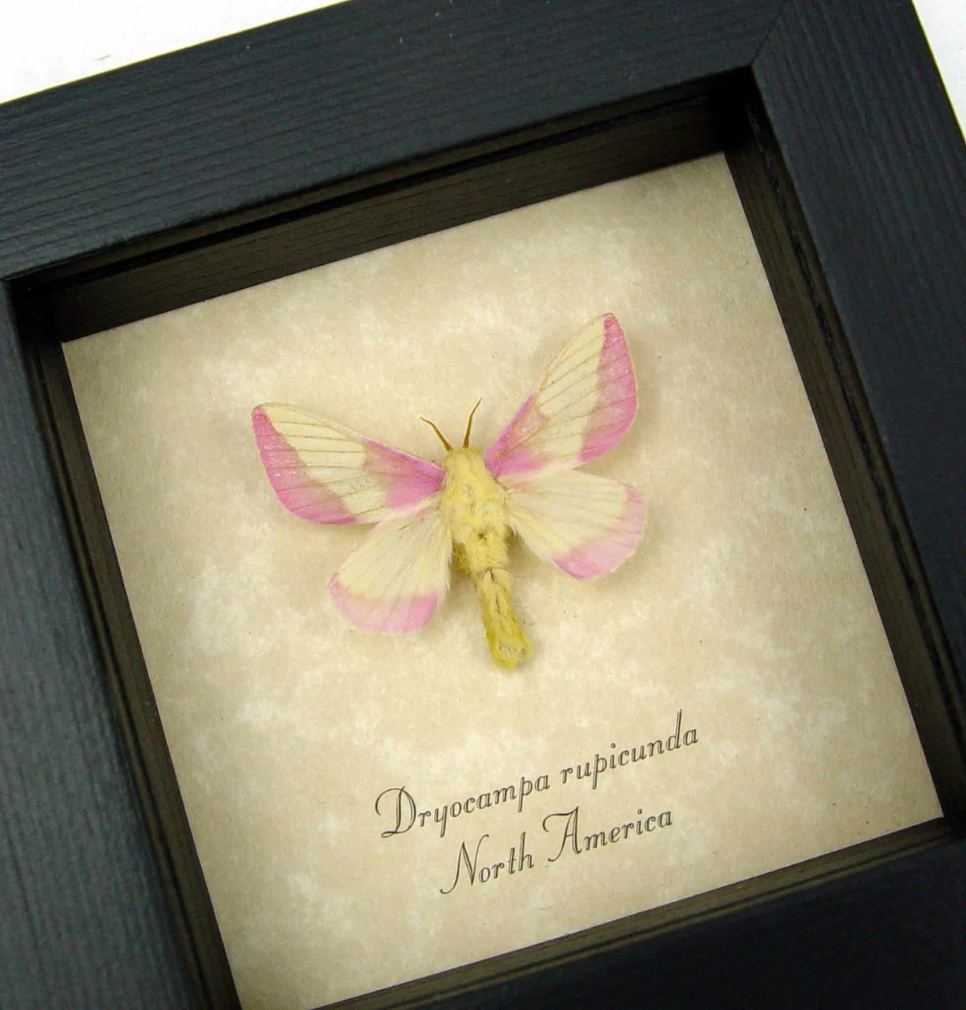 Samia Real Rosy Maple Moth - Dryocampa rubicunda Framed