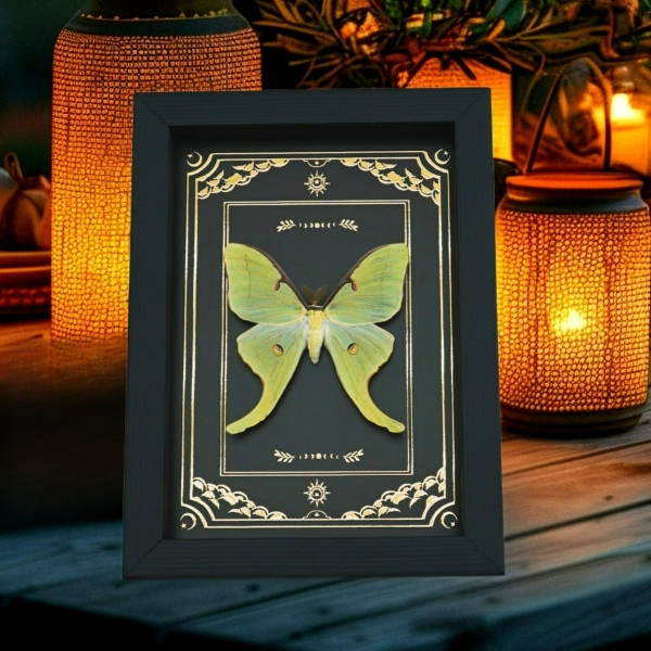 Framed Luna Moths - Actias Luna Moon Moths for sale