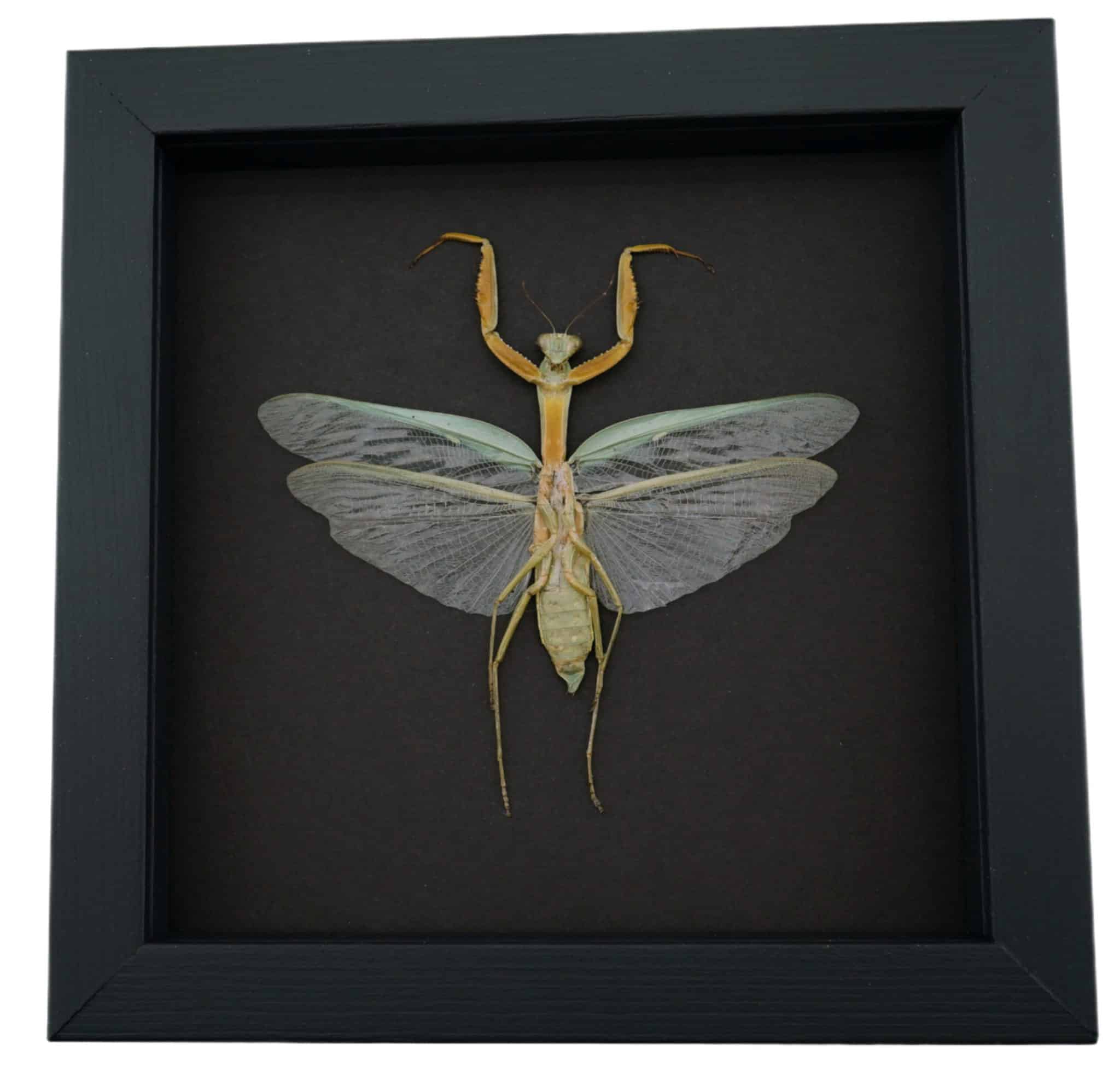Real Green Praying Mantis - Framed Insect Taxidermy Moonlight
