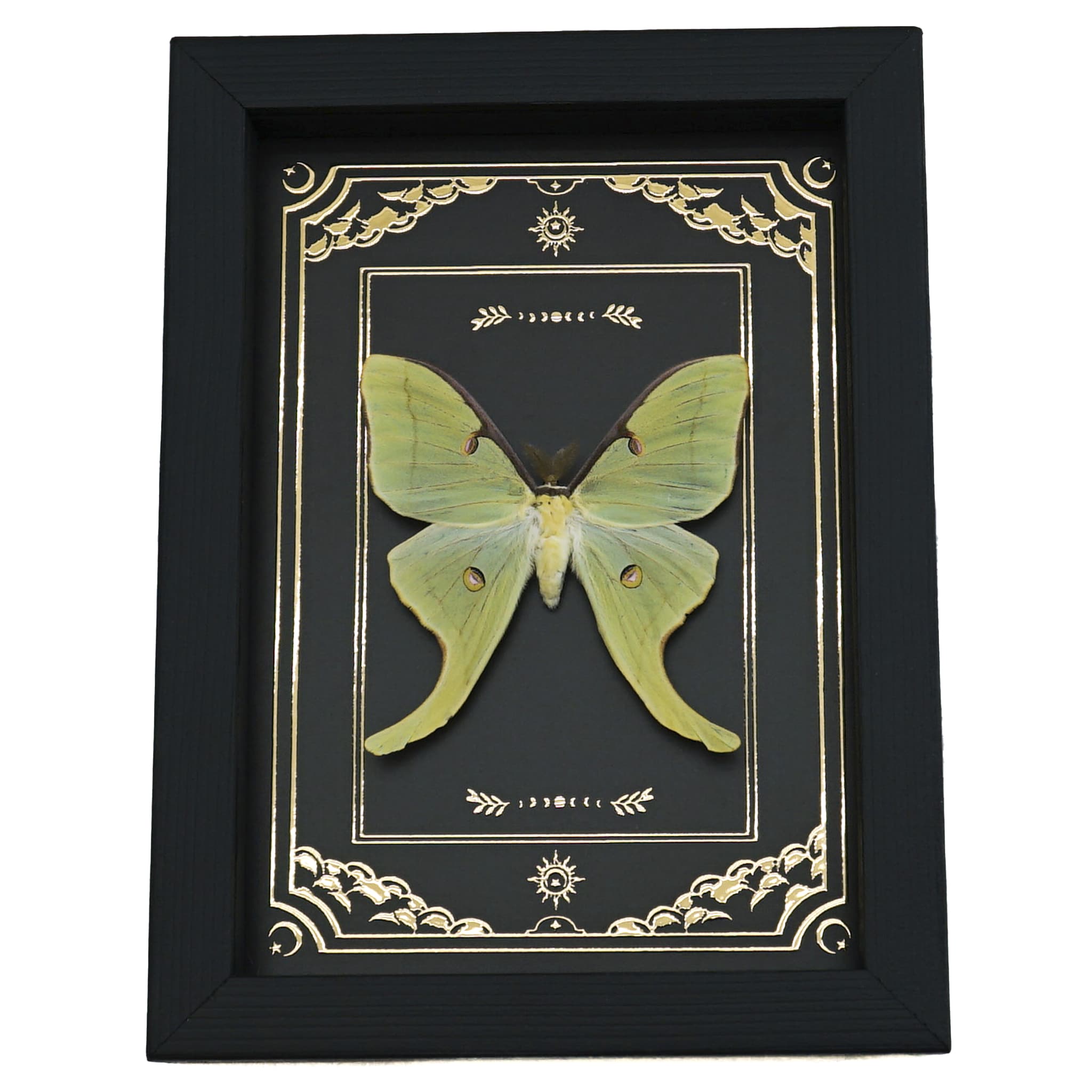 Real Framed Luna Moth - Gold Foil Celestial Actias luna Taxidermy