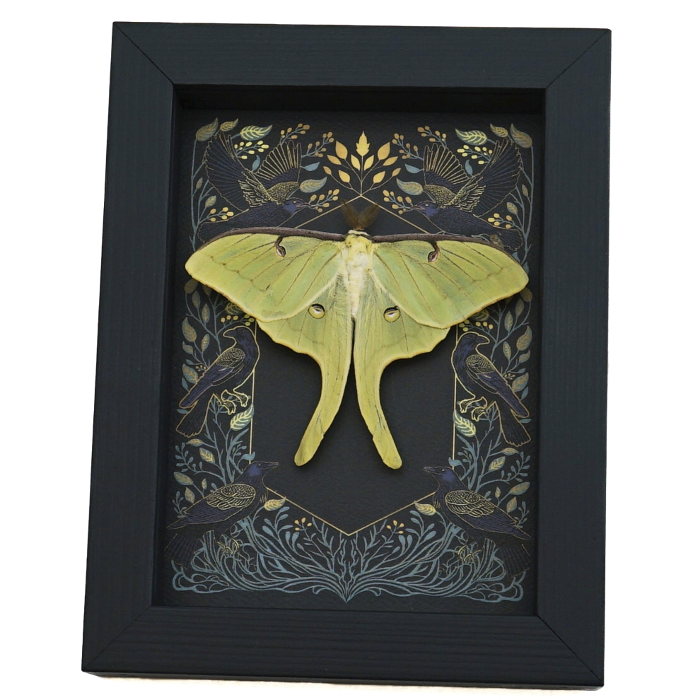 Real Luna Moth Framed - Gothic Ravens Actias luna taxidermy