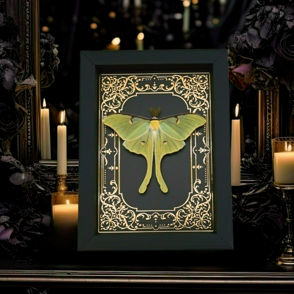 Real Luna Moth Gold Foil - Gothic Victorian Actias luna Resting