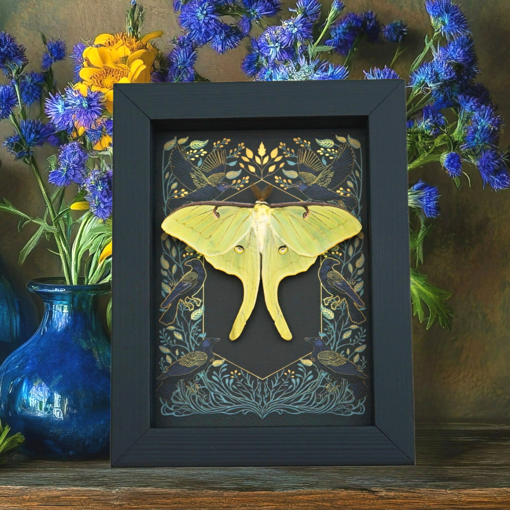 Real Luna Moth Framed - Gothic Ravens Actias luna taxidermy