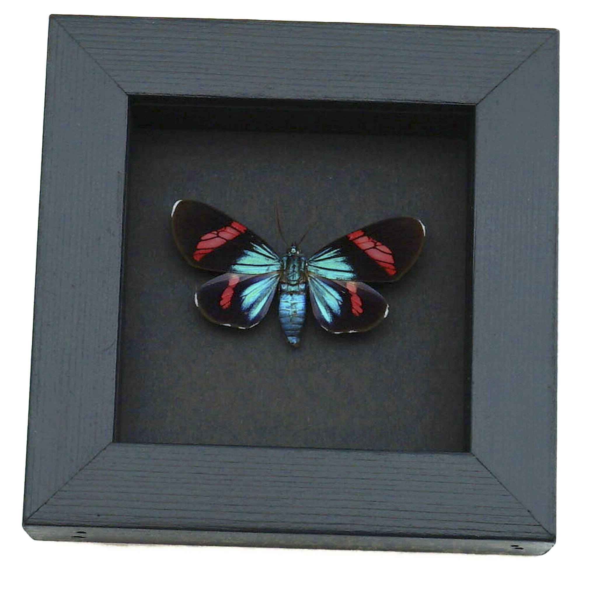 Electric Blue Red Day Flying Moth - Real Framed Hypocrita glauca