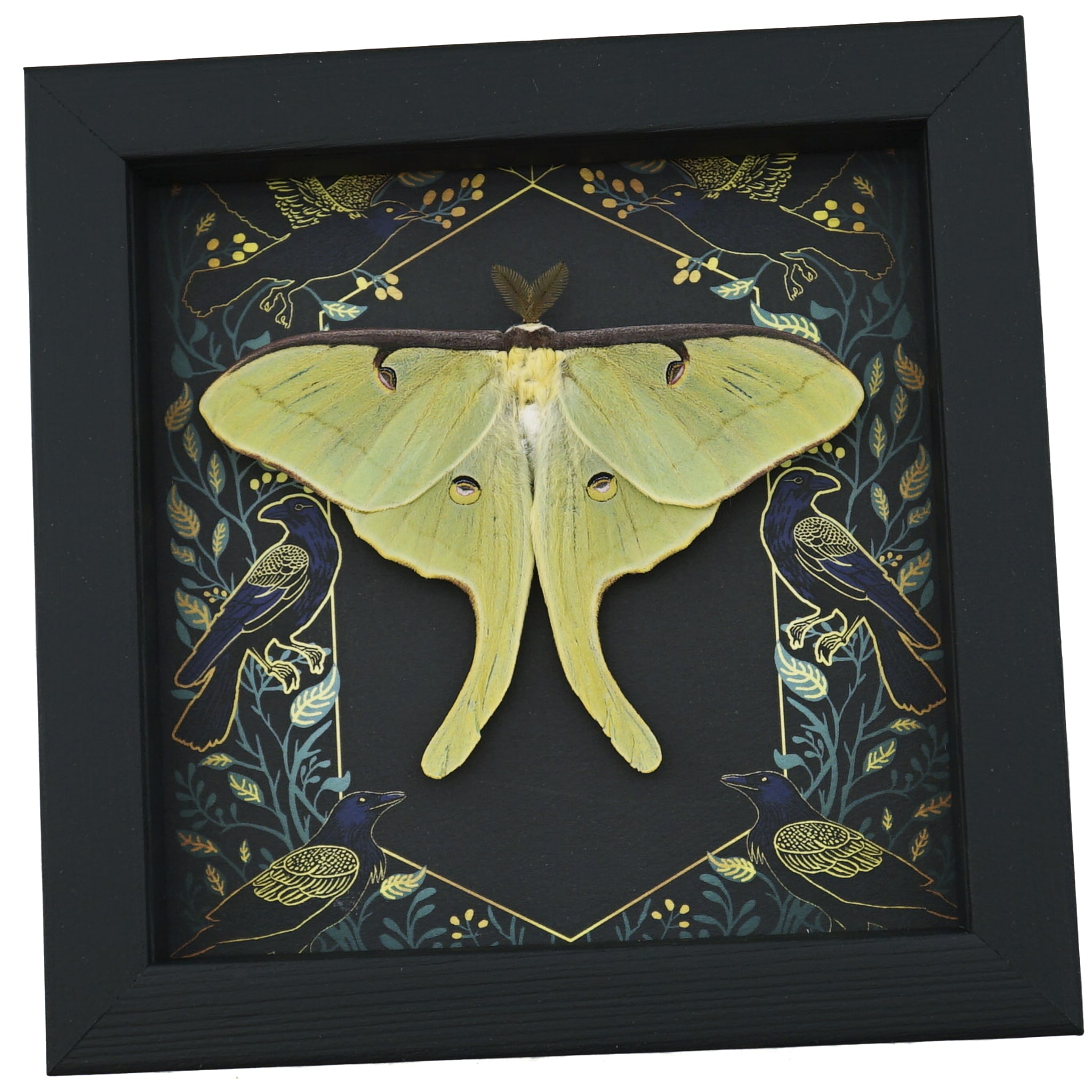 Real Luna Moth Framed - Gothic Ravens Actias luna taxidermy